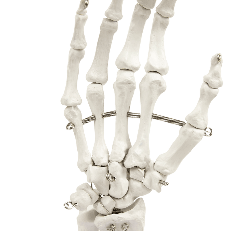Hand Joint Anatomical Skeleton Model Human Anatomy Study Tool - Games ...