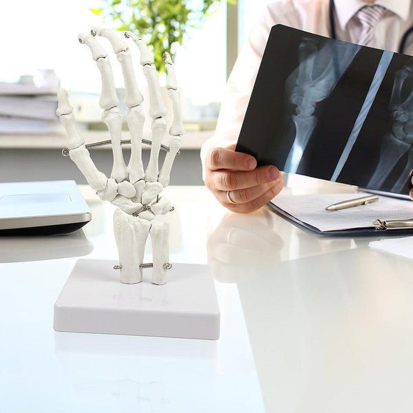 Hand Joint Anatomical Skeleton Model Human Anatomy Study Tool | Home ...
