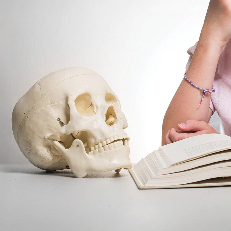 Life Size Anatomical Deluxe Human Skull Model Medical Skeleton Anatomy ...