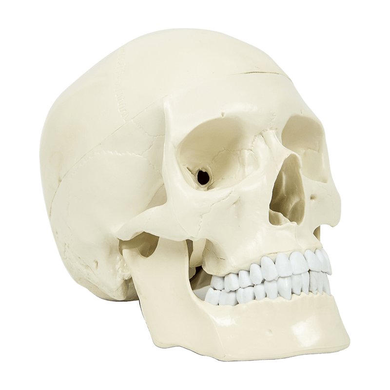 Life Size Anatomical Deluxe Human Skull Model Medical Skeleton Anatomy ...